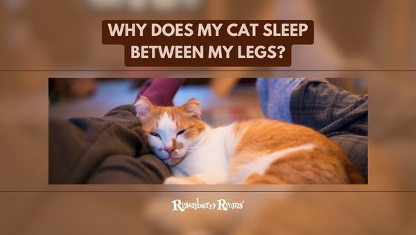 Why Does My Cat Sleep Between My Legs? [2025 Expert Guide]