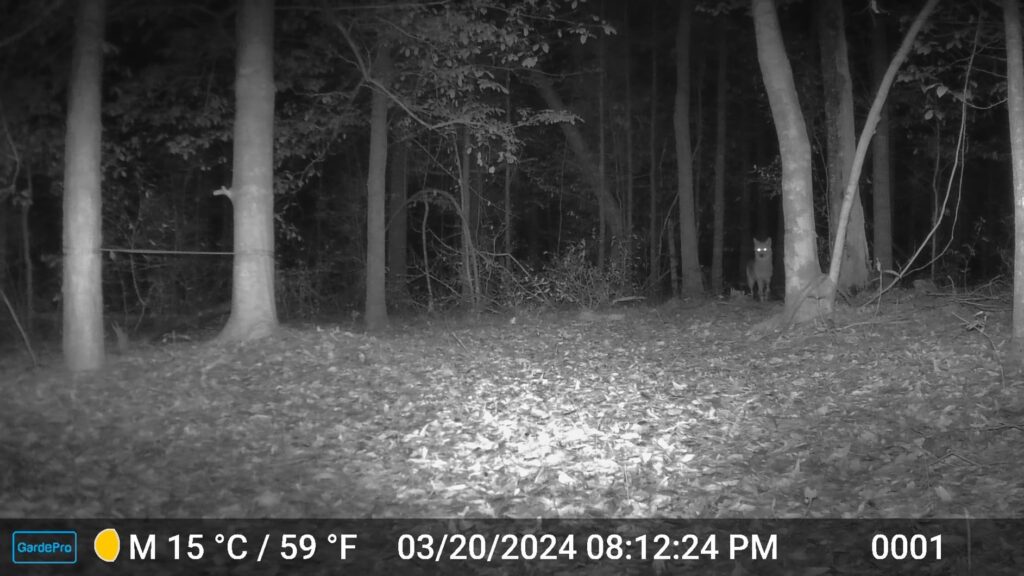 12 Best Trail Cameras (February 2026) Buying Guide