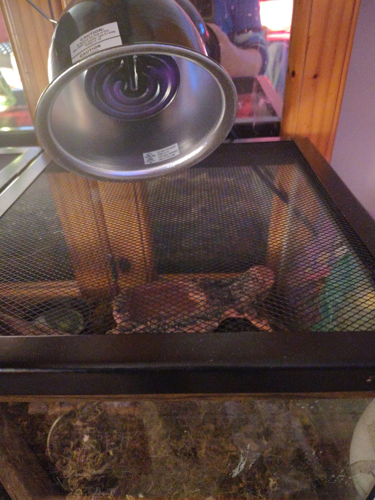 8 Best Ceramic Heat Emitters for Reptile Enclosures (June 2026 ...
