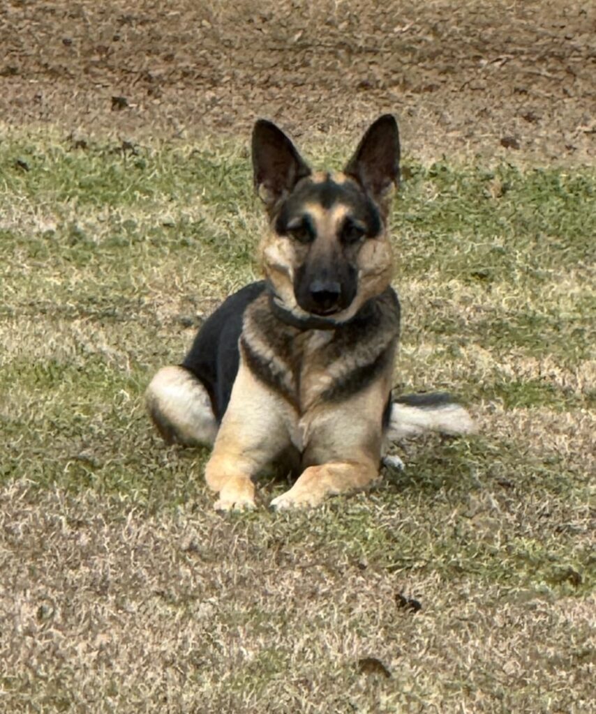 10 Best Wire Free Invisible GPS Dog Fences (May 2026) Expert Reviews