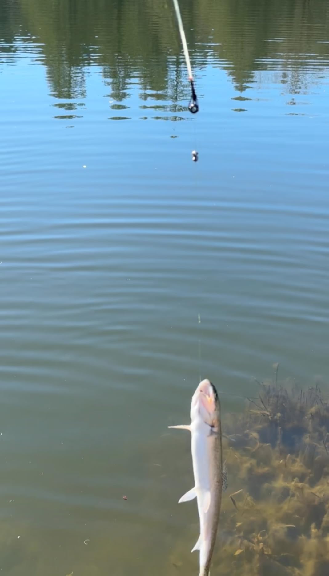 8 Best Fishing Line for Braid Users (June 2026) Expert Reviews