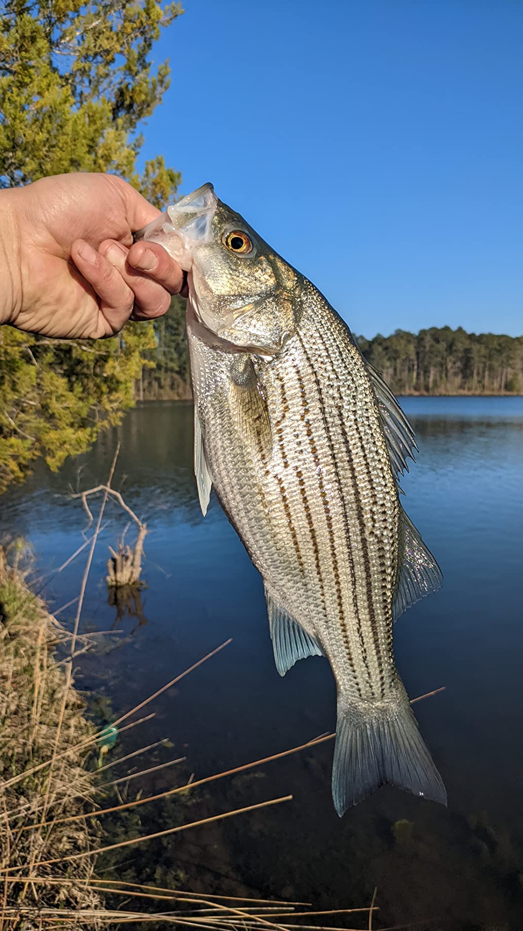 8 Best Fishing Line for Braid Users (June 2026) Expert Reviews