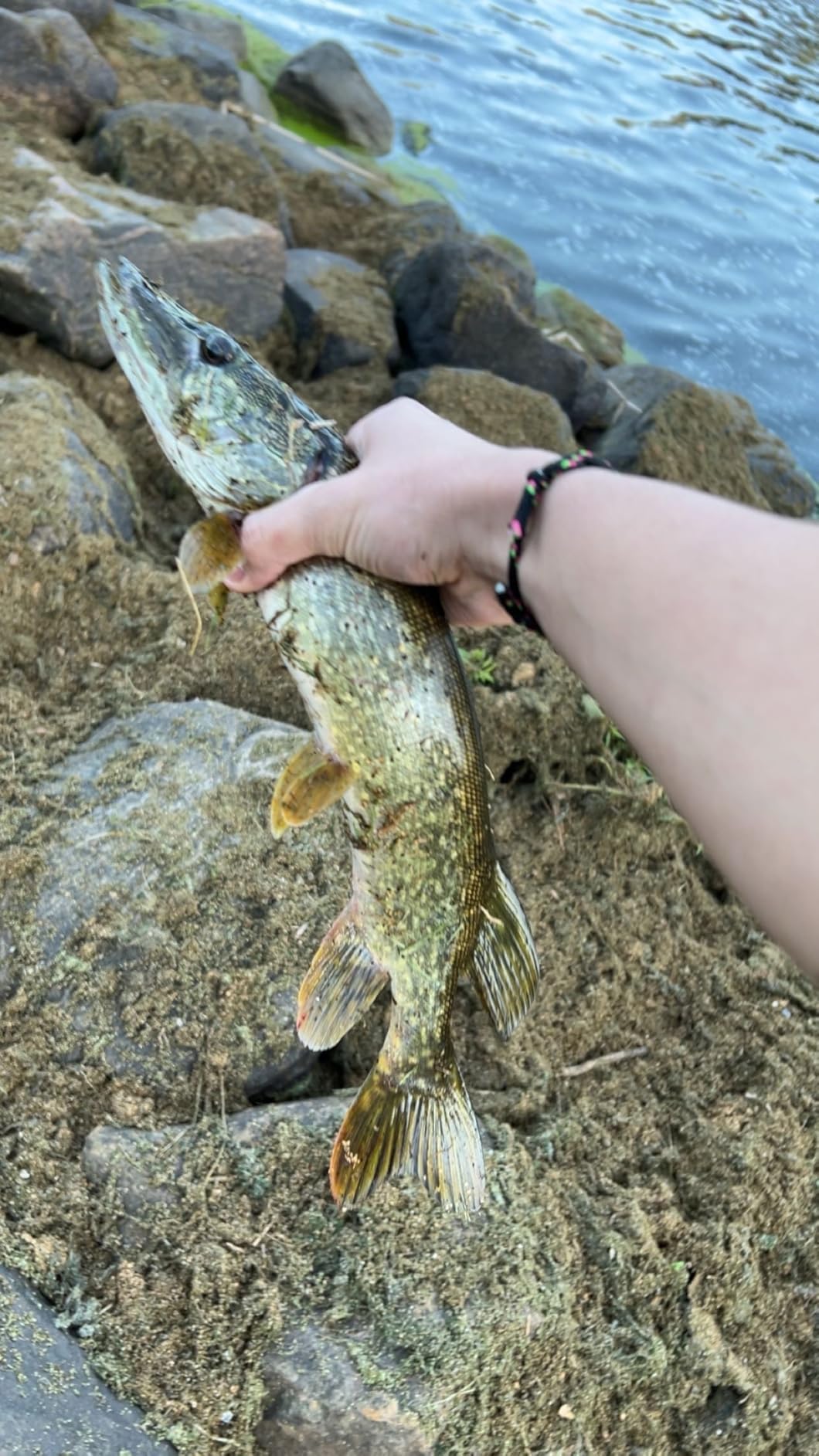 10 Best Topwater Lures for Bass Fishing (June 2026) Honest Reviews